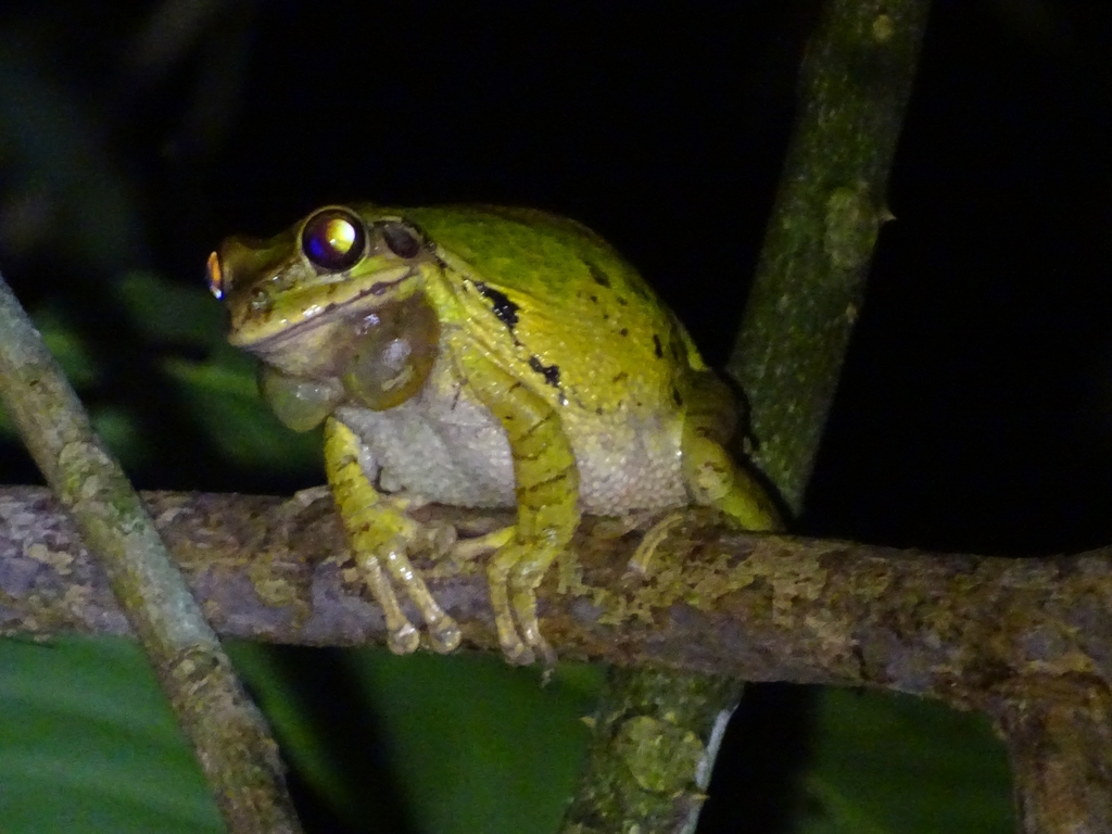 Rana arborícola mexicana desde Bosque Escondido el 22 de julio de 2023 ...