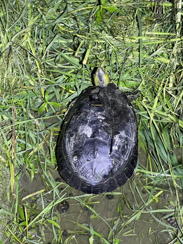 Common thread turtle in July 2023 by Liu Rui Wei · iNaturalist