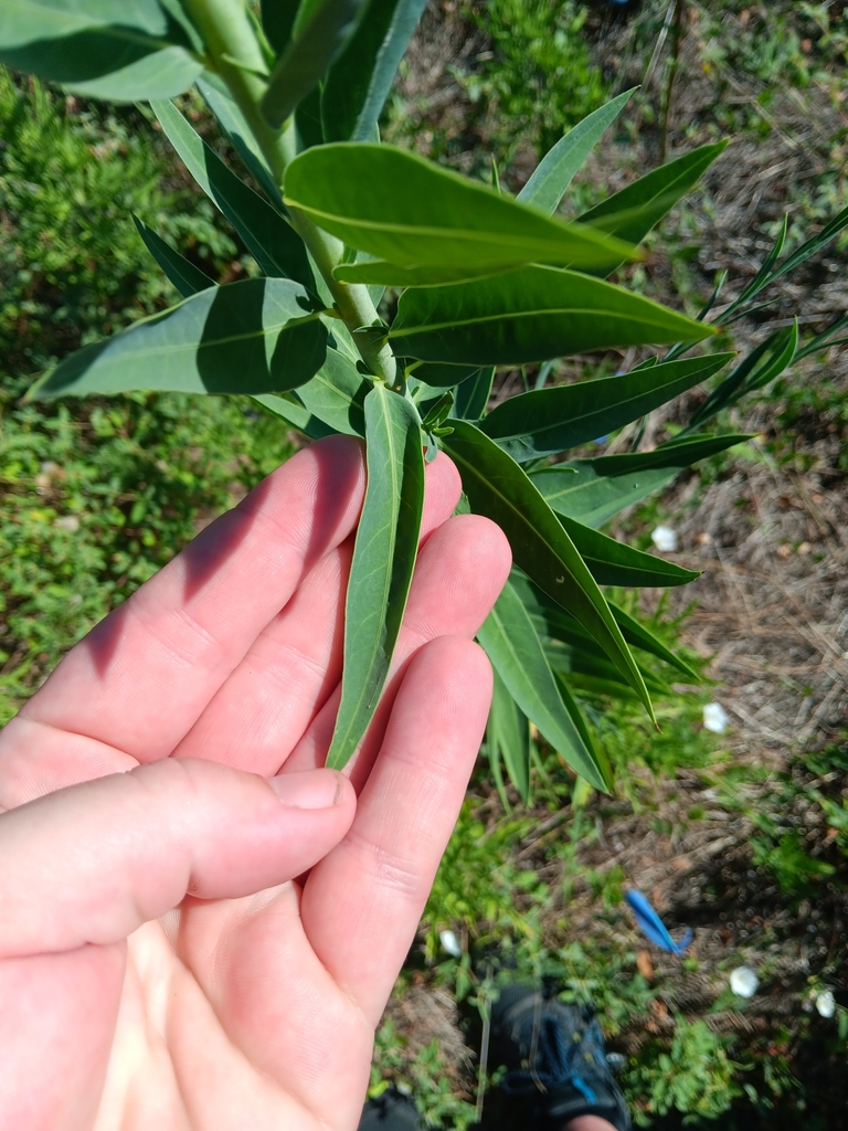 False Gaura from Cedar Ridge Preserve on July 23, 2023 at 10:27 AM by ...