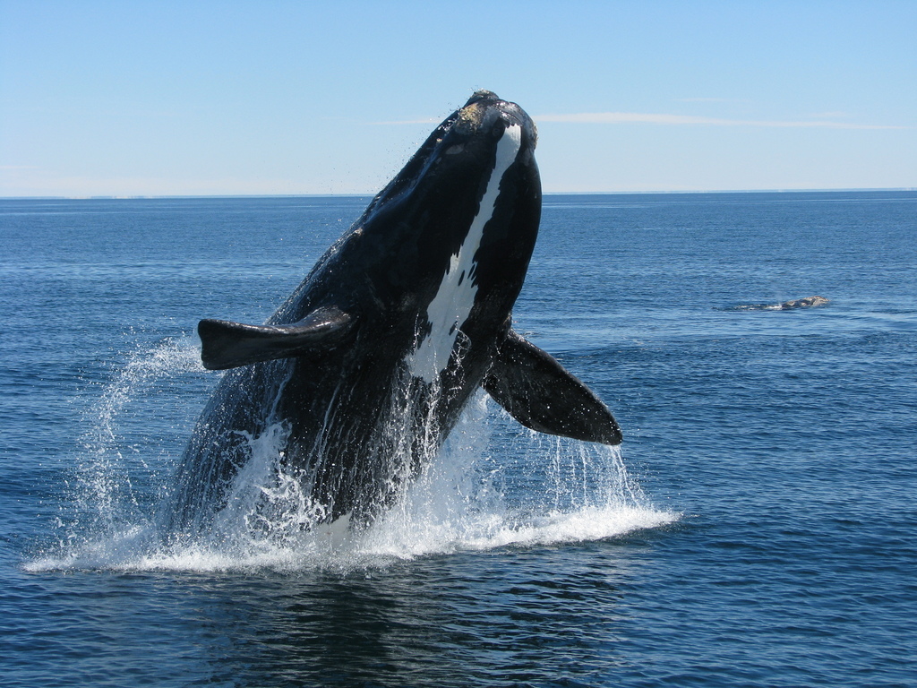 Bowhead and Right Whales (Balaenidae) - Marine Life Identification