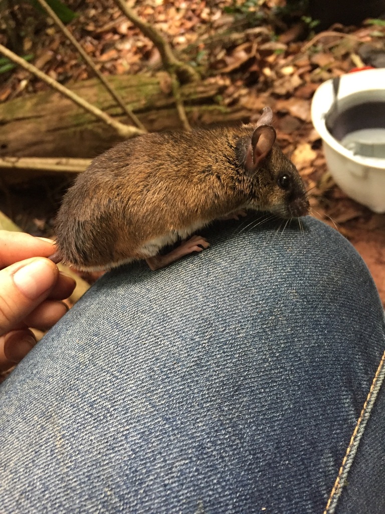Forest Soft-furred Mouse from Bo, Sierra Leone on May 17, 2023 at 01:01 ...