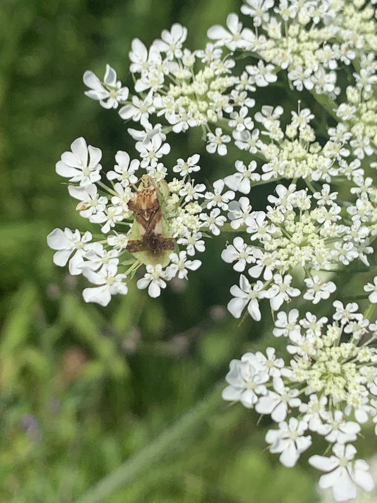 Jagged Ambush Bugs from Rideau River Provincial Park, Ottawa, ON, CA on ...