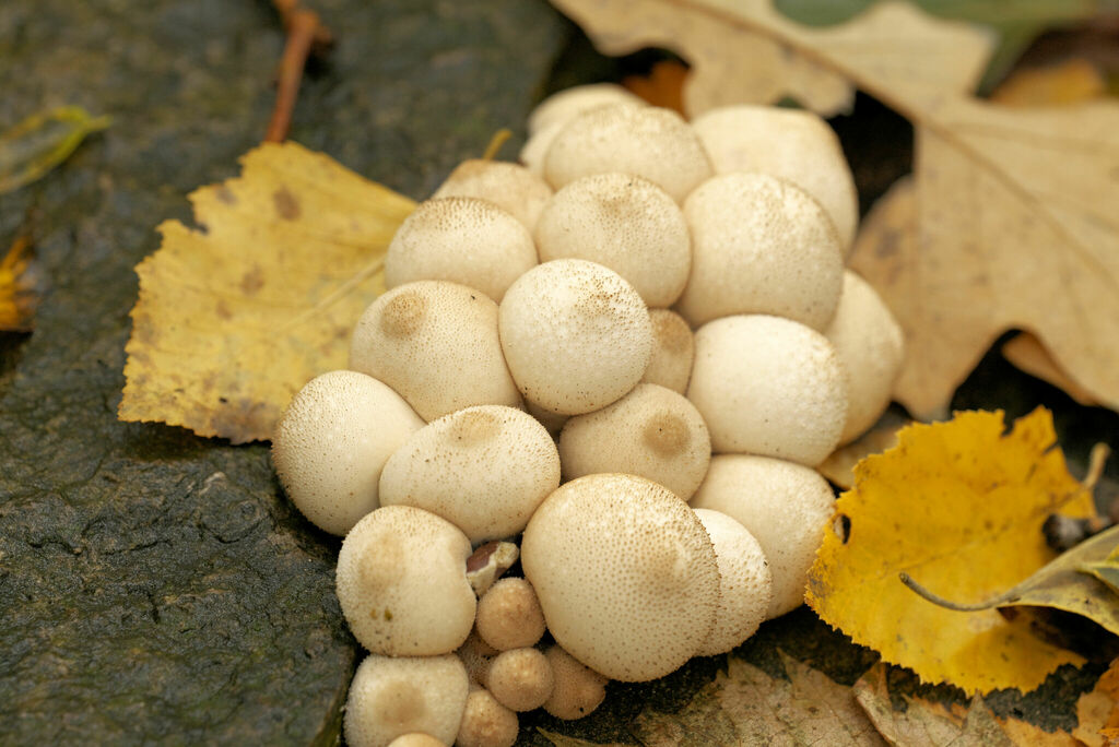 puffballs in October 2022 by bkkmcgrath · iNaturalist