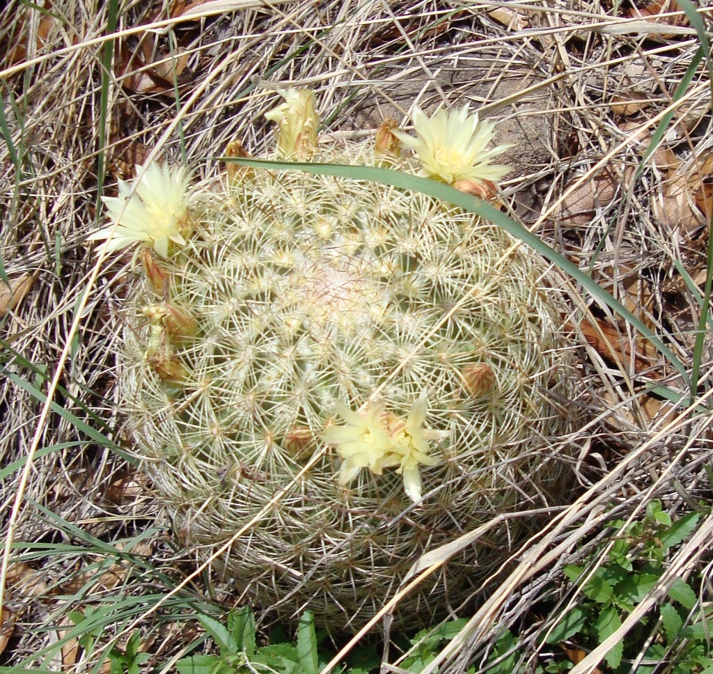Recurved Cory Cactus in July 2009 by Rich Hoyer · iNaturalist