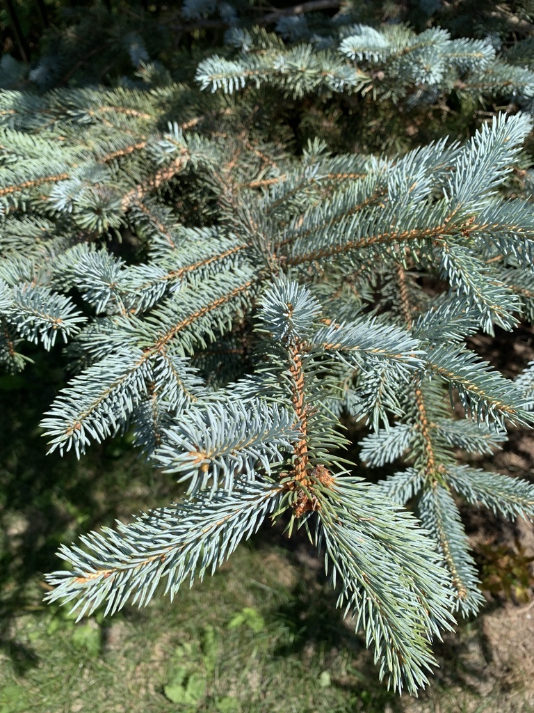 blue spruce in July 2023 by andrea-rusty. Home · iNaturalist