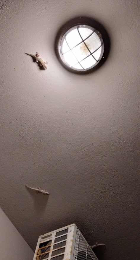 Moorish Gecko from Laganas, Greece on July 7, 2023 at 05:18 PM by Gary ...