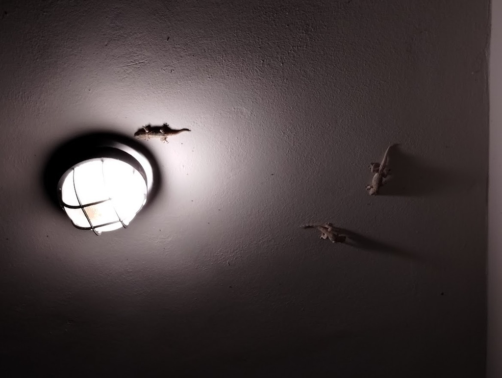 Moorish Gecko from Laganas, Greece on July 8, 2023 at 05:18 PM by Gary ...