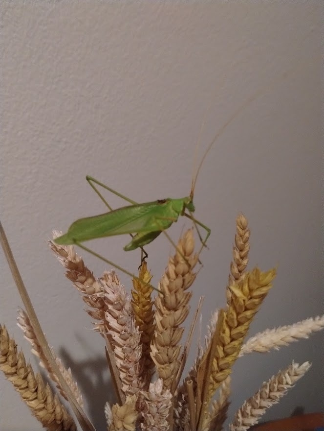 Common Long-legged Bush-cricket from Laganas, Greece on July 9, 2023 at ...