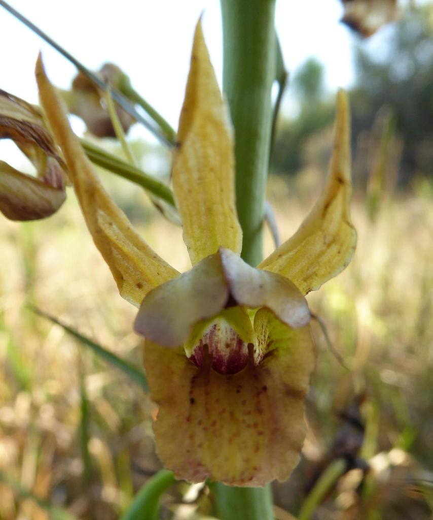 Wild Coco from Hendry County, FL, USA on December 3, 2016 at 12:34 PM ...