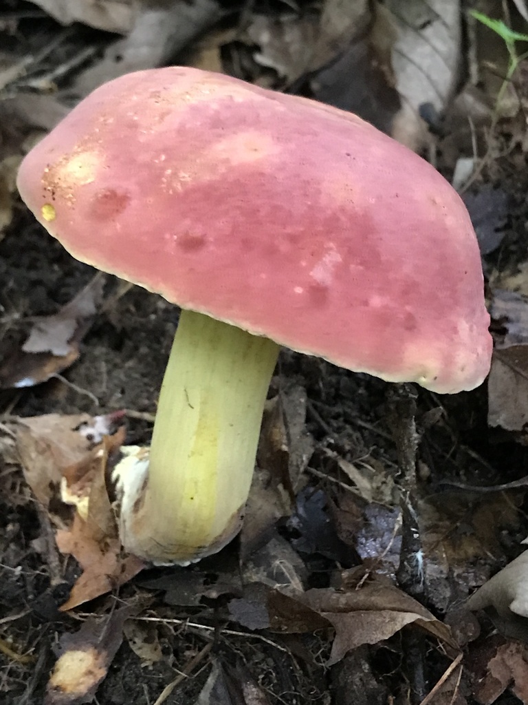 Curry Bolete from East Lyme, CT, US on July 20, 2023 at 07:10 PM by ...