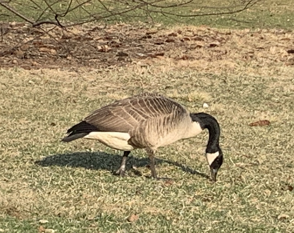 Canada Goose on March 18, 2022 at 04:53 PM by animalviewer28 · iNaturalist