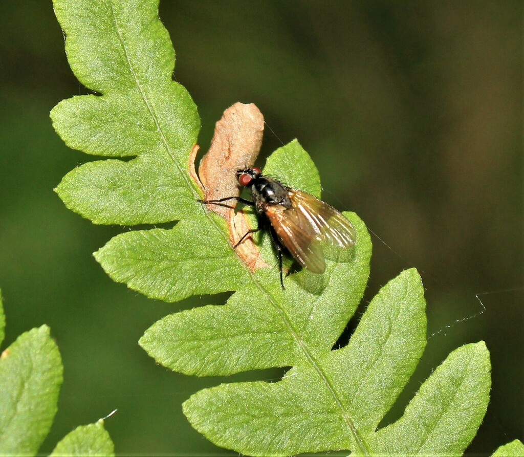 Alliopsis from Lyski, Polska on July 23, 2023 at 08:34 AM by plant ...