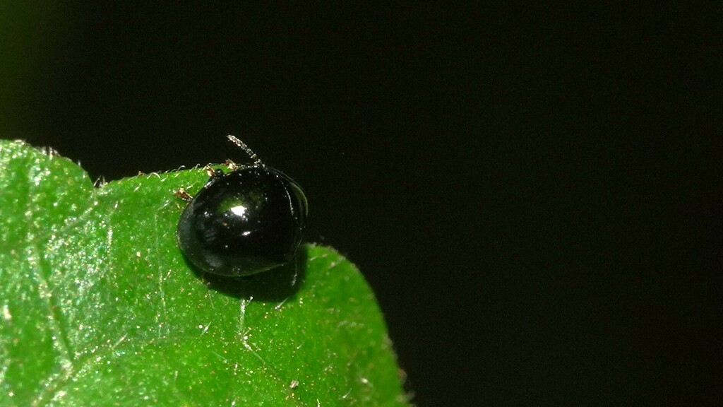 Nodina from Nido, Blue River Valley, Bhose - Mahabaleshwar Rd, near ...