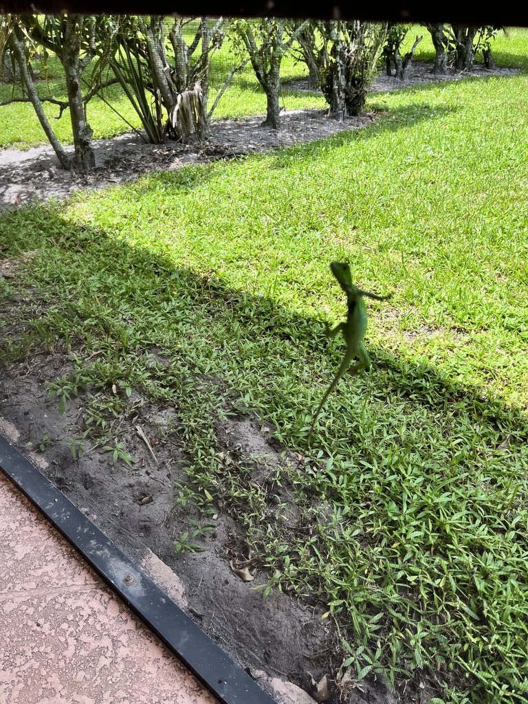 Green Iguana from NW 24th Terr, Boca Raton, FL, US on July 23, 2023 at ...