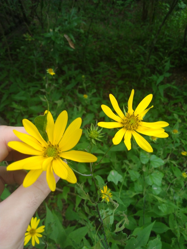 pale sunflower from Jackson, MS, USA on July 14, 2023 at 10:15 AM by ...