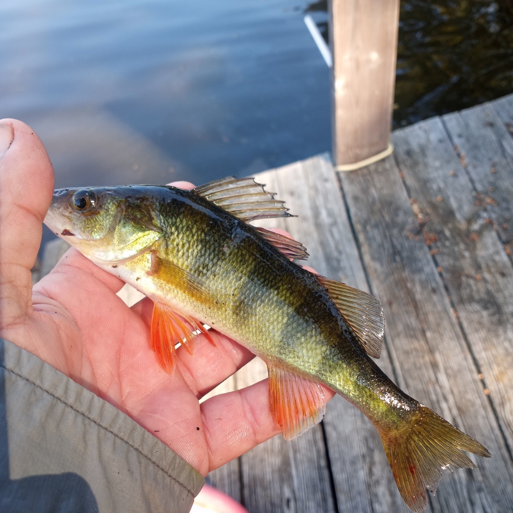 Yellow Perch from Lake Shore, MD 21122, USA on July 23, 2023 at 09:21 ...