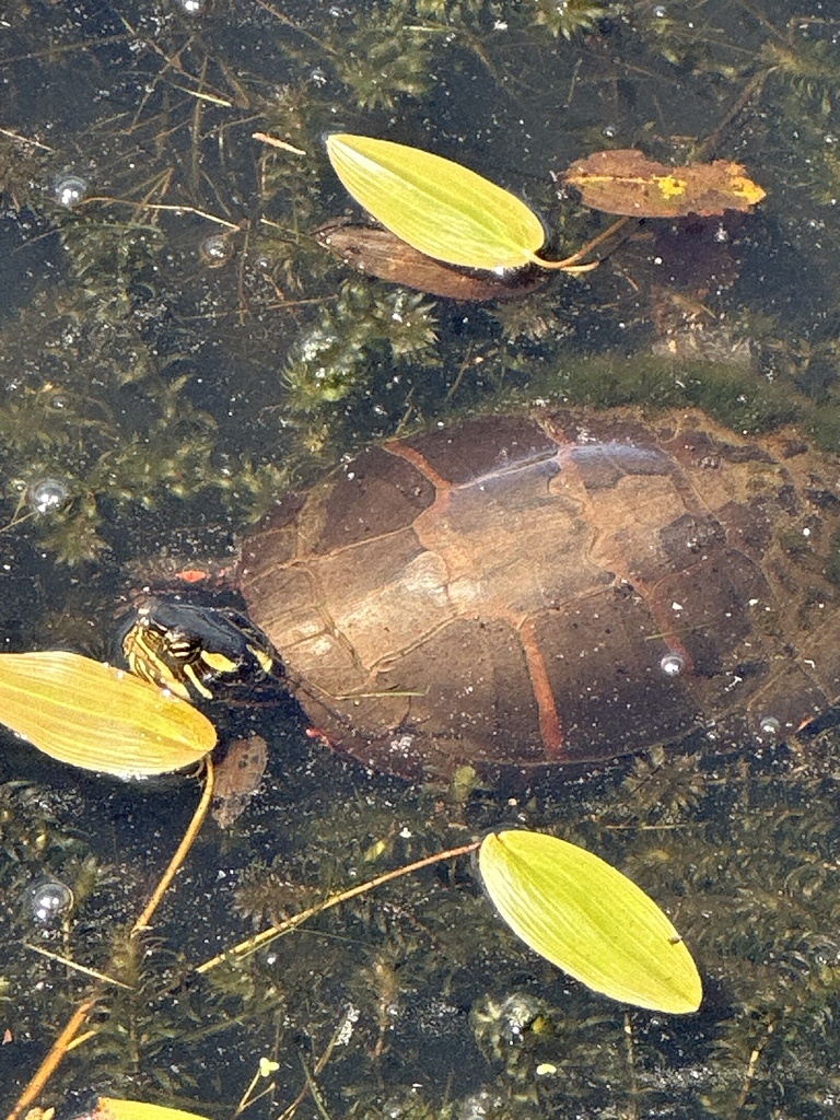 Painted Turtle from NH-25, Meredith, NH, US on July 23, 2023 at 01:03 ...