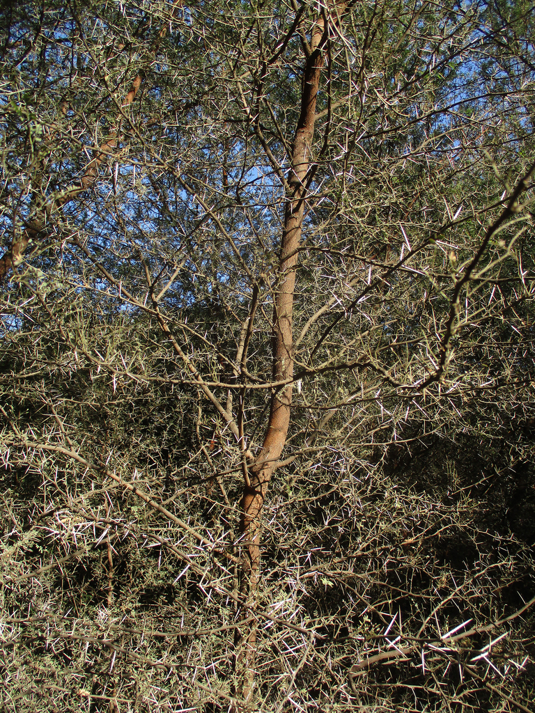 Sweet Thorn from Serowe Botswana on July 23, 2023 by Botswanabugs ...