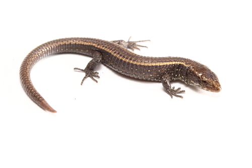 Sun Tegus (Genus Proctoporus) · iNaturalist