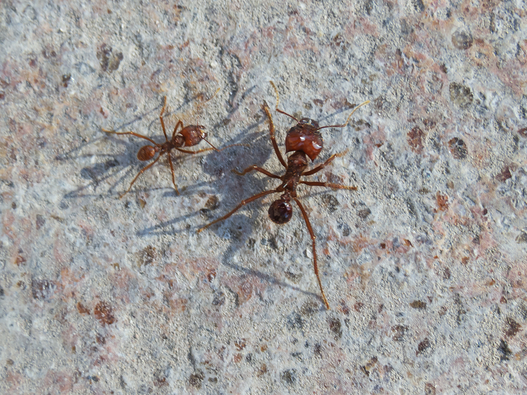 Hormiga chicatana negra (Himenópteros presentes en San Luis Potosí ...