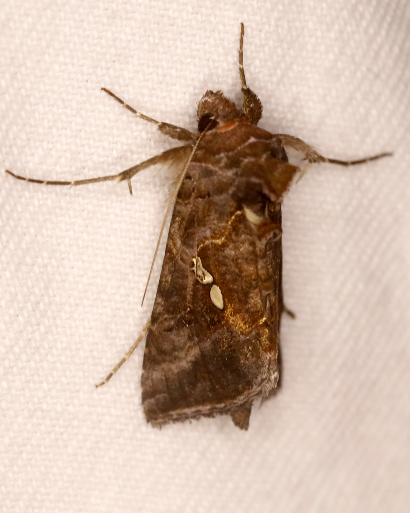 Common Looper Moth from McLean, NY 13102 on July 22, 2023 at 09:25 PM ...