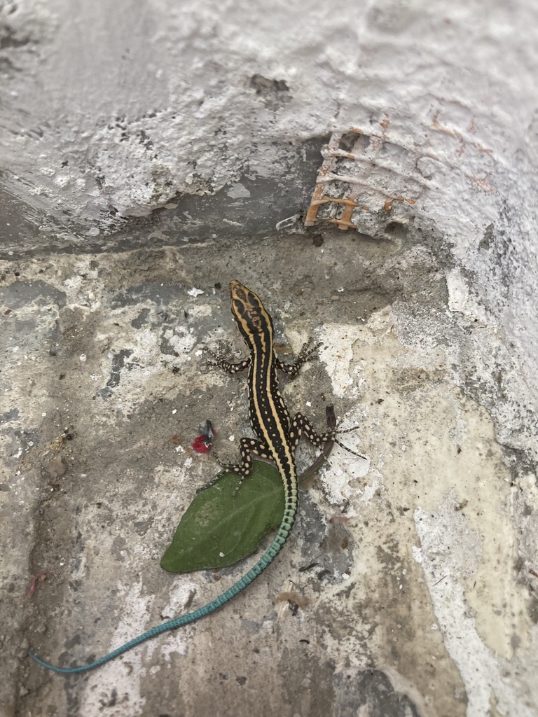 Pelasgian Rock Lizard from Bodrum, TR-MG, TR on July 14, 2021 at 12:12 ...