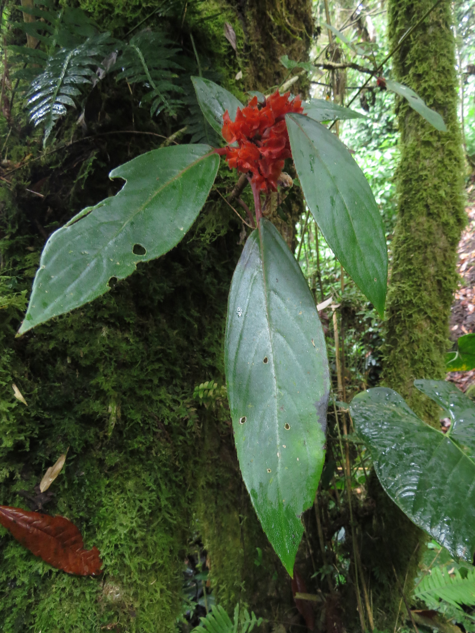 Glossoloma ichthyoderma (Hanst.) J.L.Clark