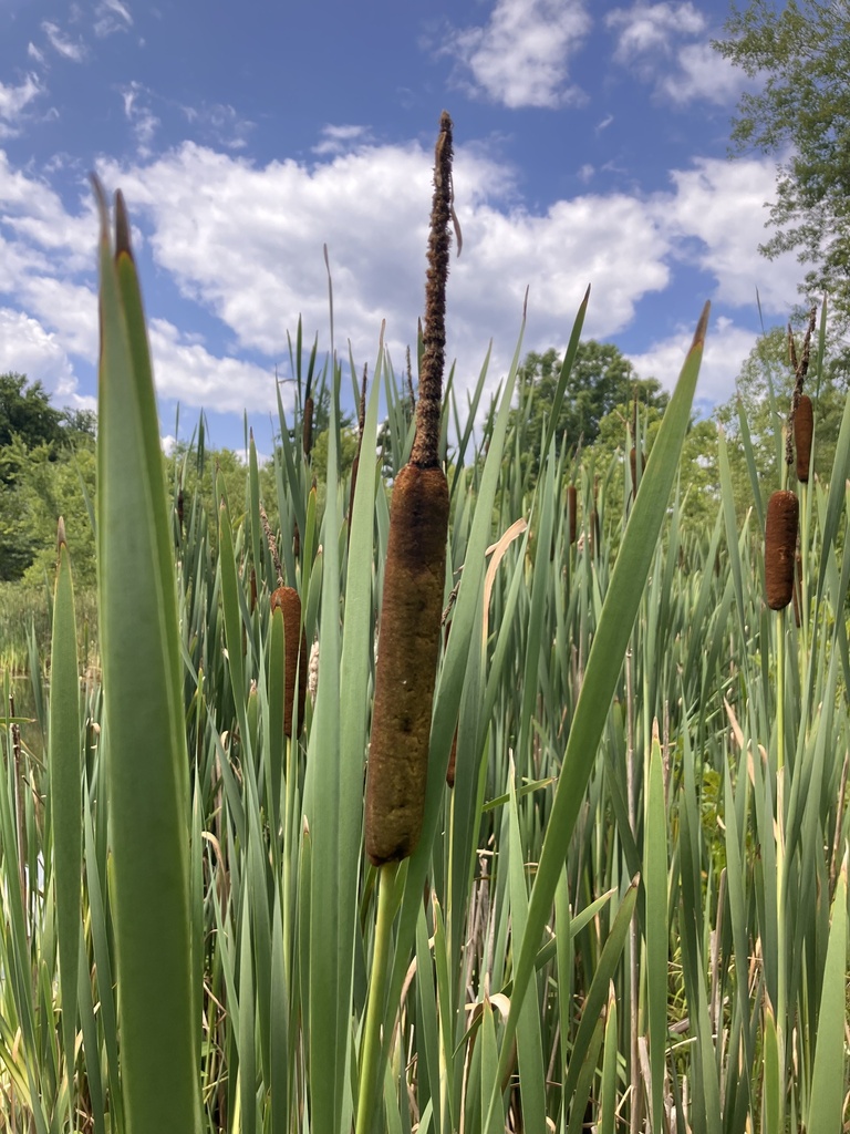 Cattails from Font Hill Wetlands Park, Ellicott City, MD, US on July 23 ...
