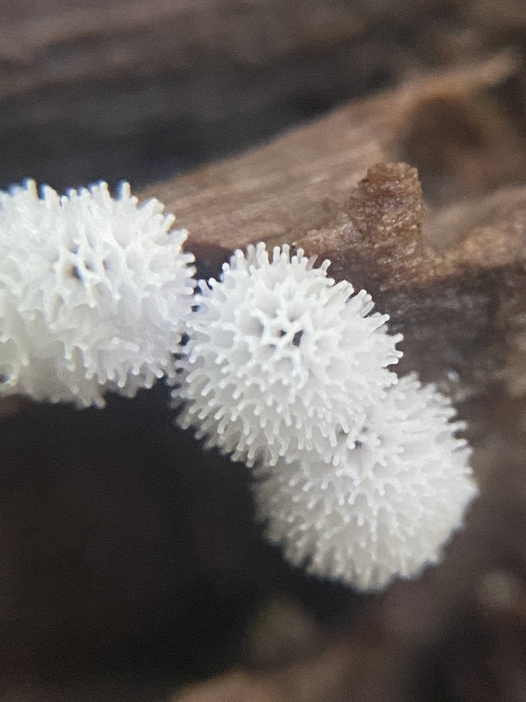 Honeycomb Coral Slime Mold from Cunningham Park, New York, NY, US on ...