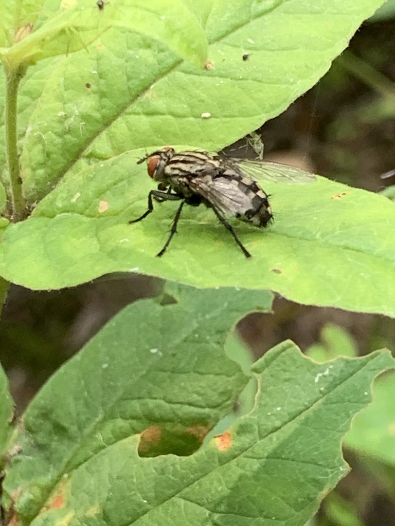 Calyptrate Flies from Волжский р-н, Саратов, Саратовская обл., Россия ...
