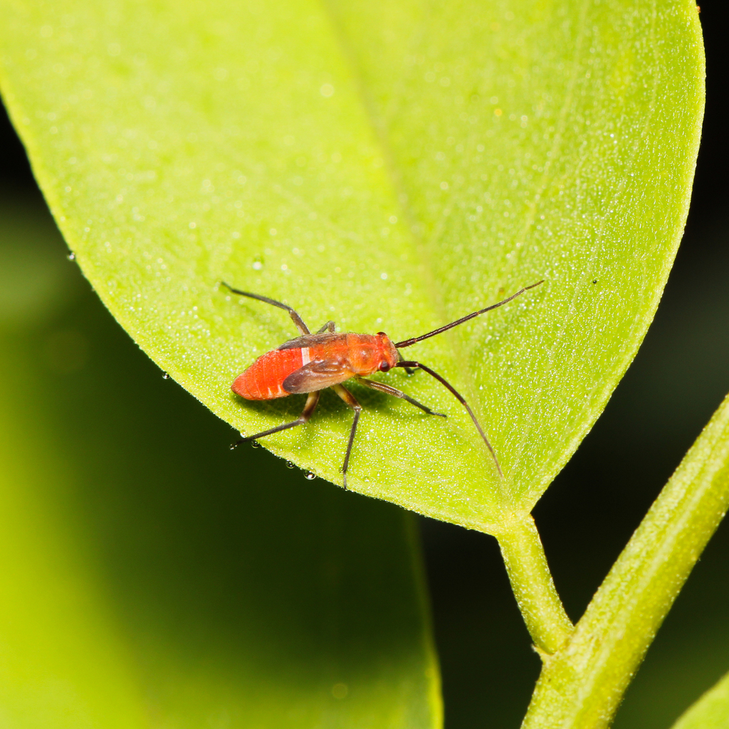 Scarlet Plant Bugs from Taneytown, MD 21787, USA on July 18, 2023 at 06 ...