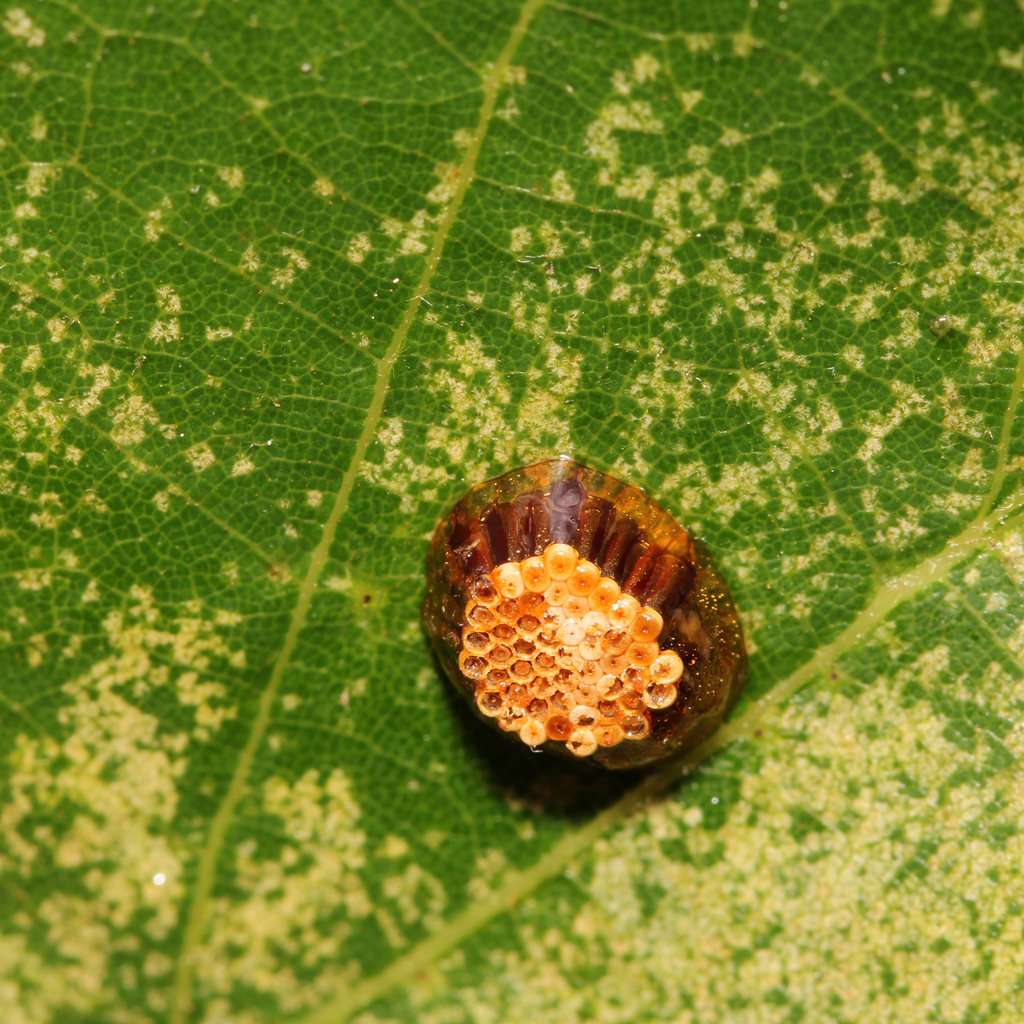 Zelus from Taneytown, MD 21787, USA on July 18, 2023 at 07:18 AM by ...