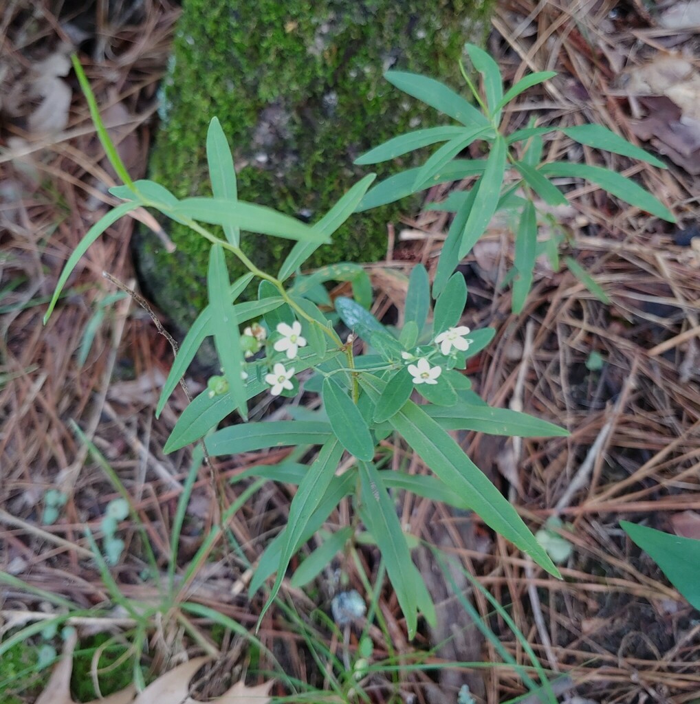 False Flowering Spurge from Dekalb County, GA, USA on July 21, 2023 at ...