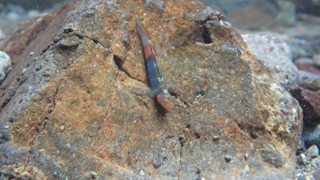 (Lentipes kijimuna) - Marine Life Identification