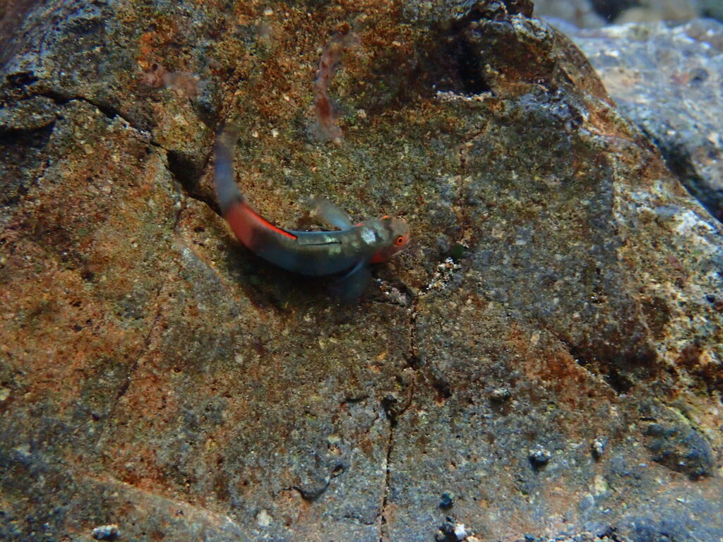 (Lentipes kijimuna) - Marine Life Identification