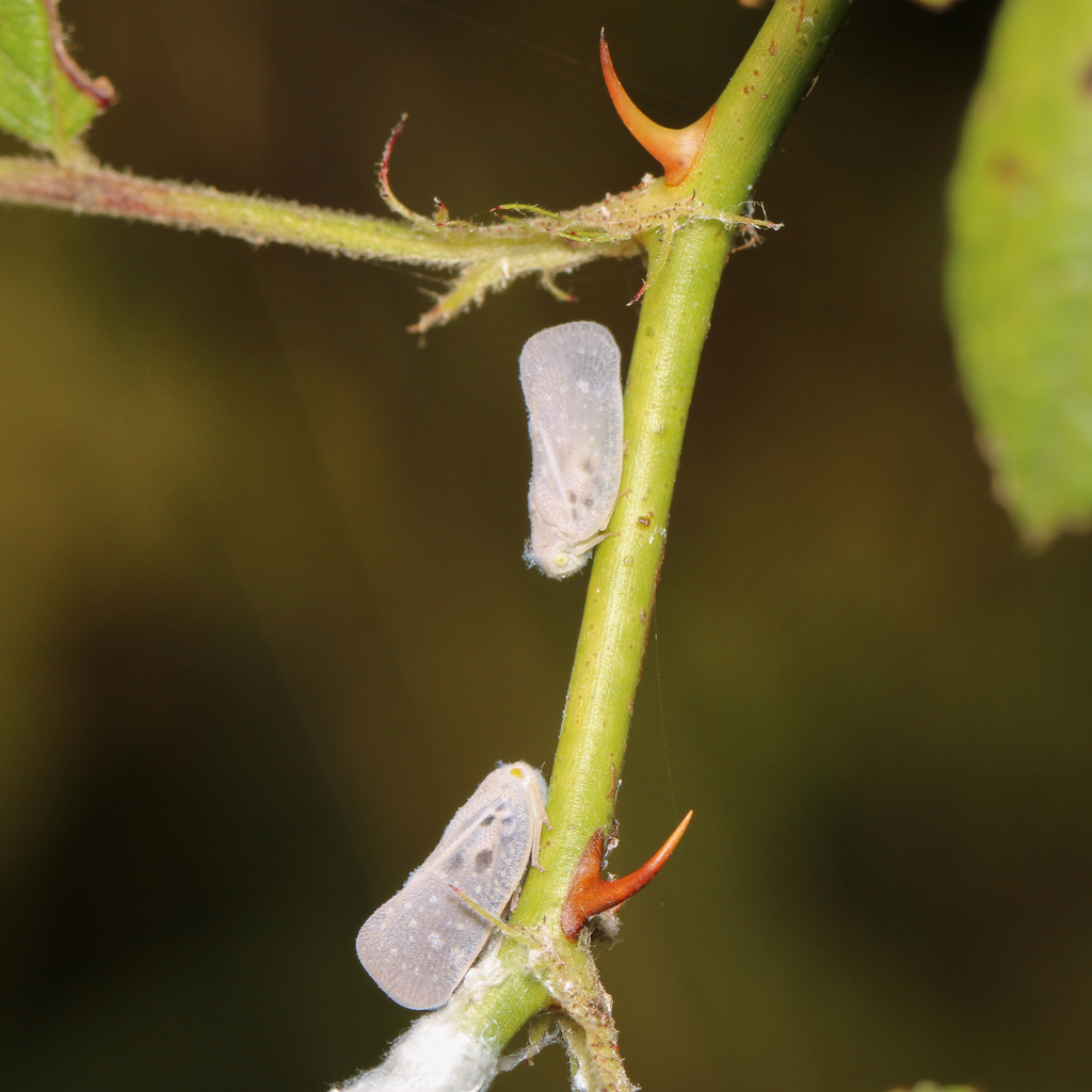 Citrus Flatid Planthopper from Taneytown, MD 21787, USA on July 18 ...