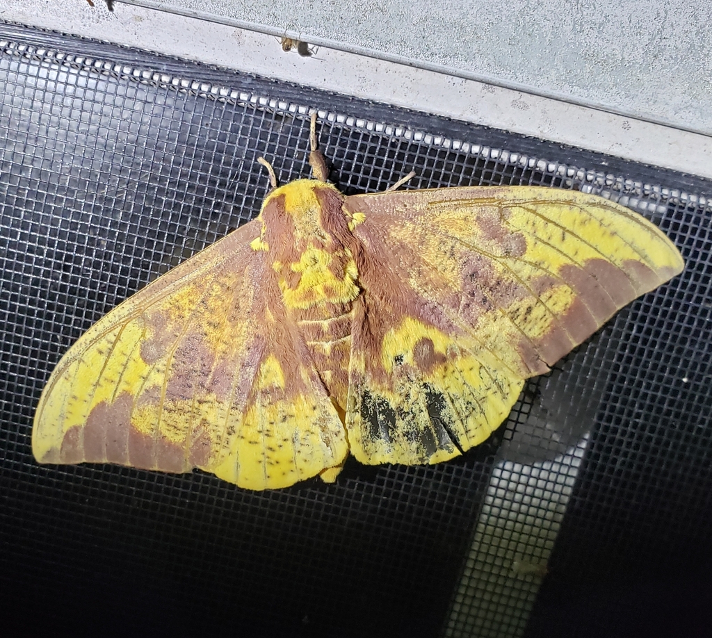 Imperial Moth from Walker Springs, Alabama on July 23, 2023 at 05:32 AM by Jesse C. · iNaturalist