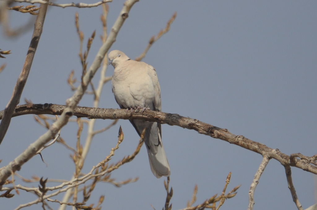 African Collared-Dove from Littleton, CO, USA on January 16, 2019 at 10 ...