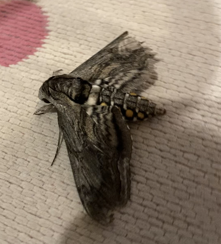 Five-spotted Hawk Moth from Rice County, MN, USA on August 13, 2021 at ...