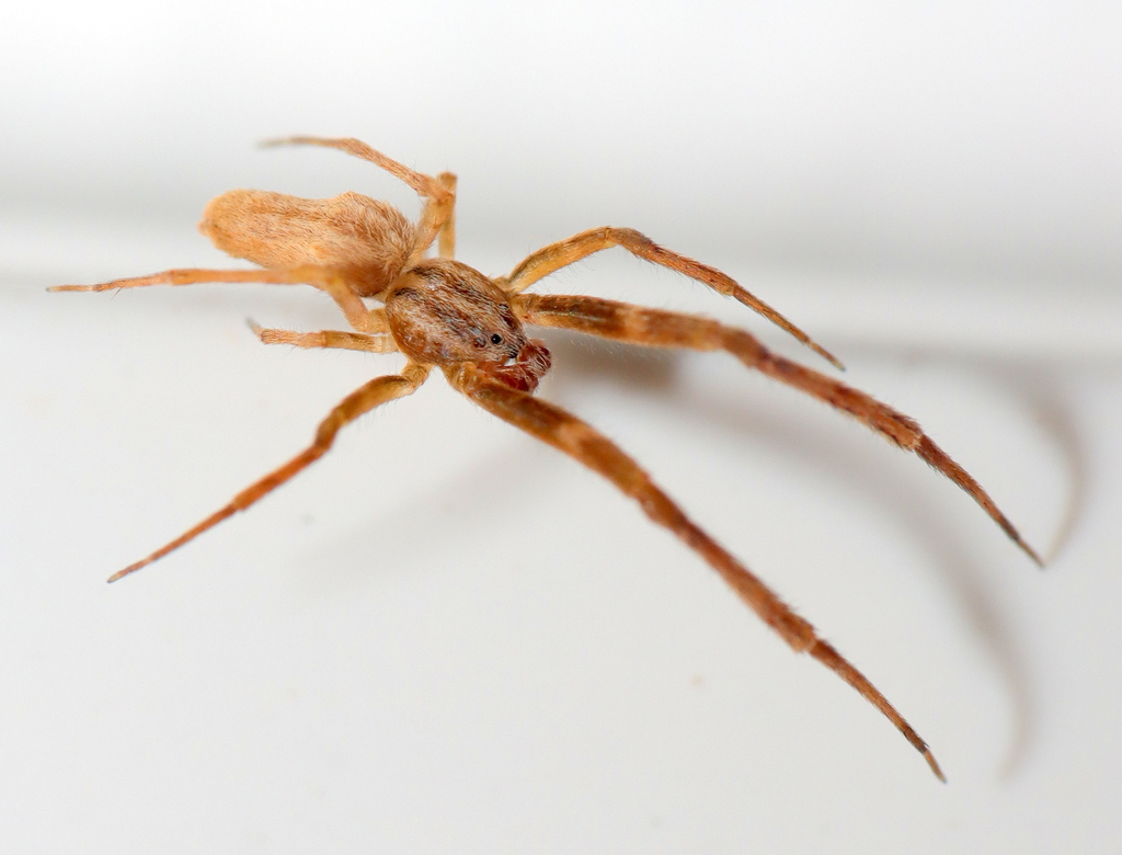Feather-legged Spiders from Riebeeck West, South Africa on July 18 ...