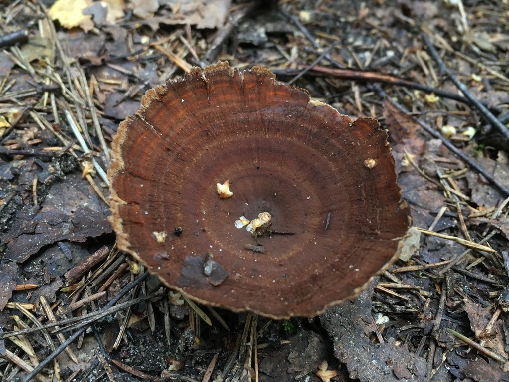 Brown Funnel Polypore from Воскресенский р-н, Московская обл., Россия ...