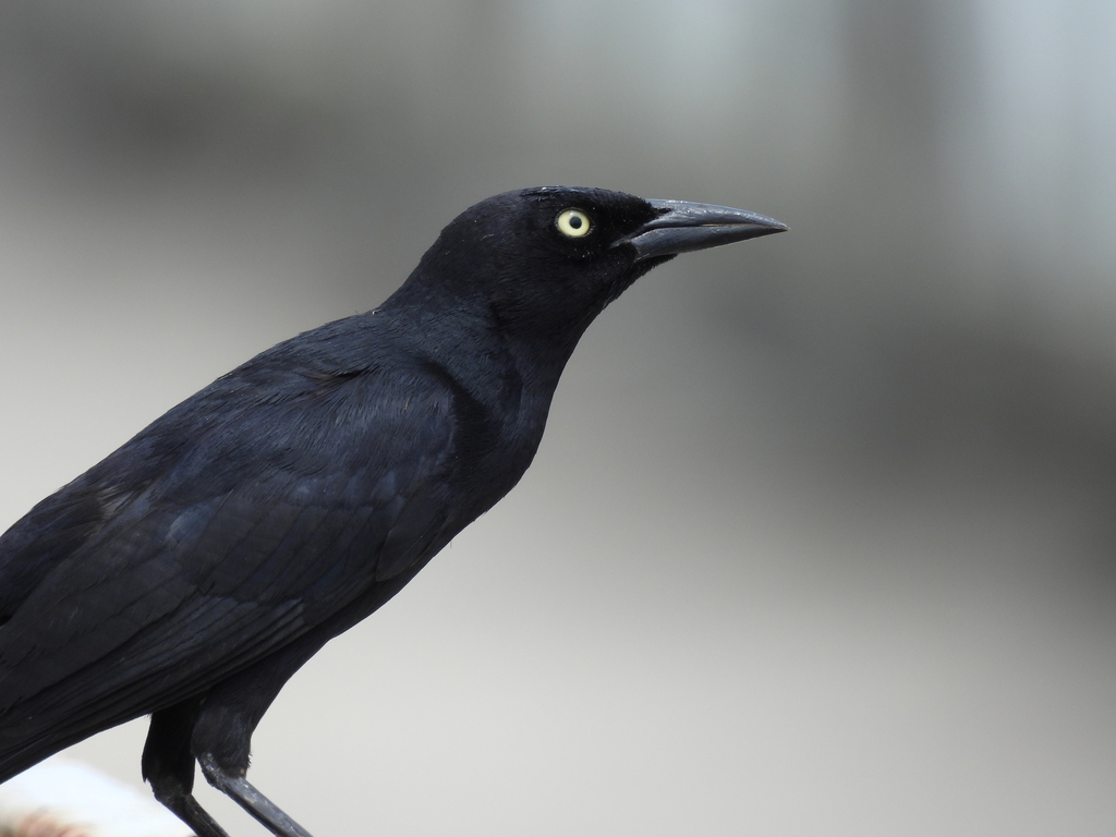 Greater Antillean Grackle from Hato Rey Nte., San Juan, Puerto Rico on ...