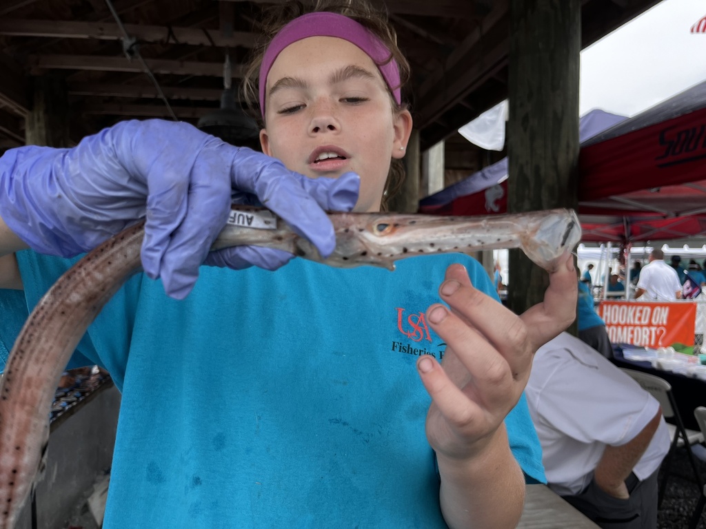 Western Atlantic Trumpetfish from Dauphin Island, Dauphin Island, AL ...