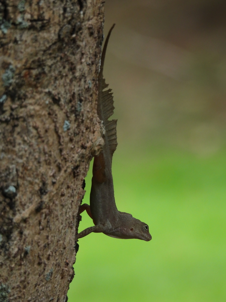 Crested Anole from Santurce, San Juan, Puerto Rico on July 23, 2023 at ...
