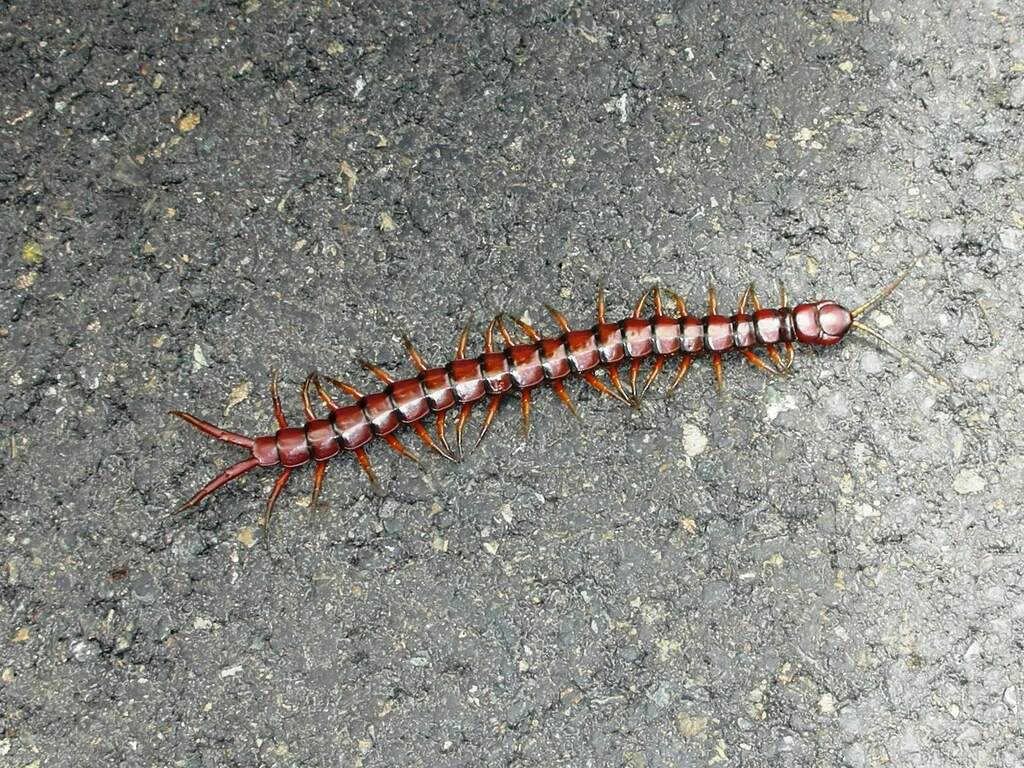 Caribbean Giant Centipede from Bosque Estatal de Maricao, Maricao ...