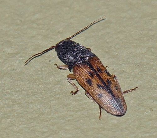 Taca taca (Monocrepidius scalaris) · NaturaLista Colombia