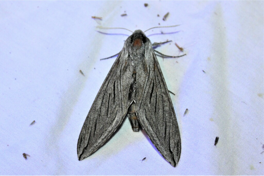 Great Ash Sphinx from Rock Creek, Colorado Springs, CO, USA on July 22 ...