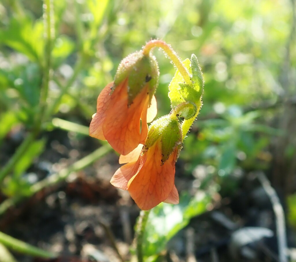 Hermannia diffusa from Brenton-on-Sea, 6570, South Africa on July 21 ...