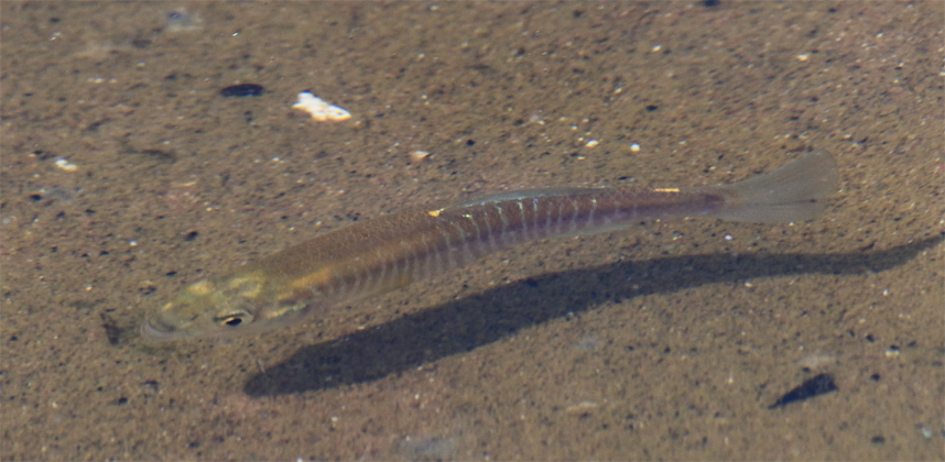 banded killifish in July 2023 by smeckert · iNaturalist