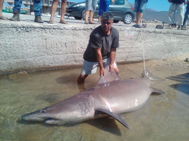 Smalltooth Sand Tiger (Odontaspis ferox) - Marine Life Identification